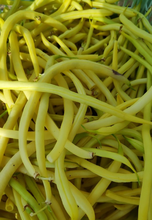 haricots beurre- les 250 Grammes